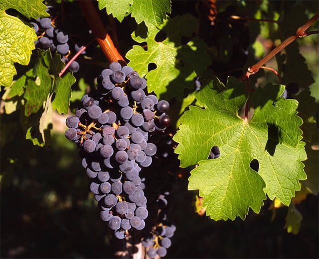 Everything you need to know about Cabernet Sauvignon
