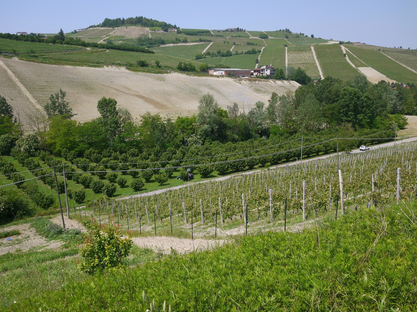 Conterno Fantino: a perfect example of modern Barolo