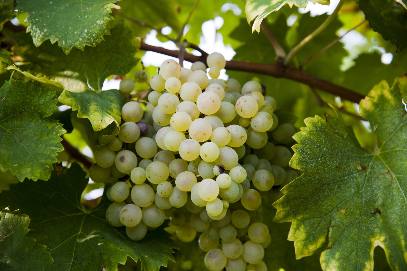 Champagne facts: 10 fun fizzy facts you need to know
