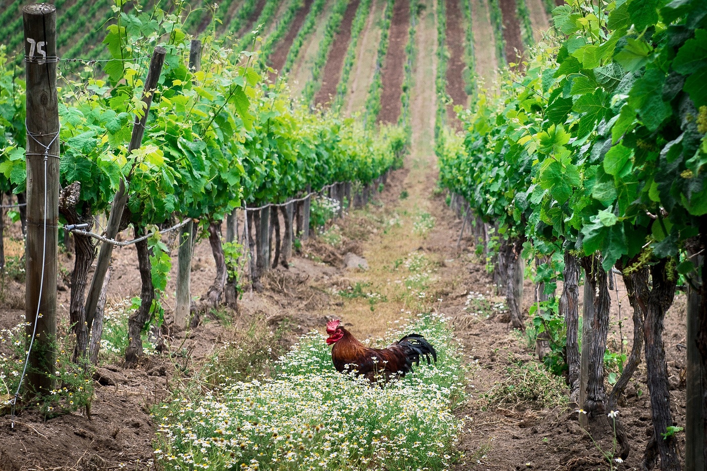 What is biodynamic wine? - Vincarta